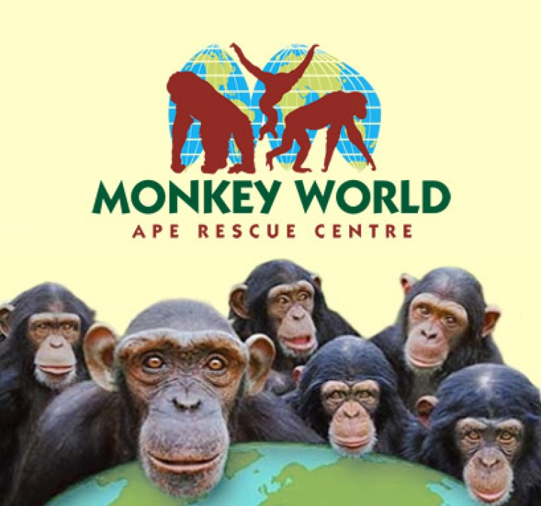 The Ape Rescue Centre | World Headquarters